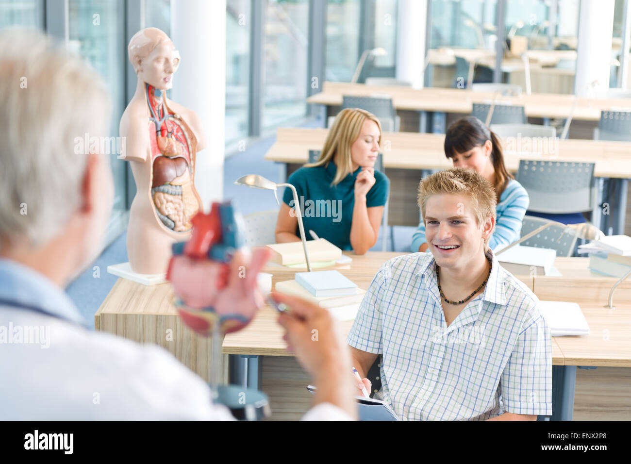 University - medical students with anatomical model Stock Photo - Alamy