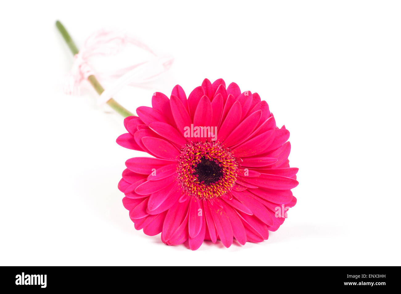 Gerbera gerber closeup detail Cut Out Stock Images & Pictures - Alamy
