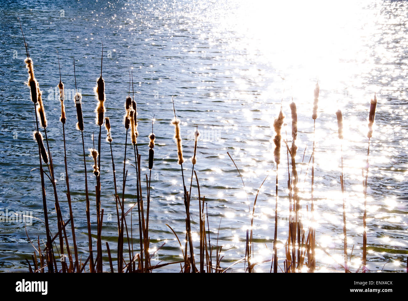 Green grass and cat tails hi-res stock photography and images - Alamy