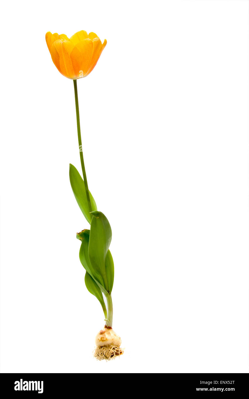 Young tulip bulb and roots hi-res stock photography and images - Alamy