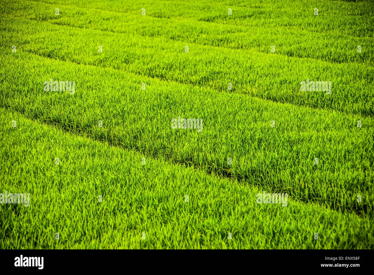 Vast fields of rice Stock Photo - Alamy