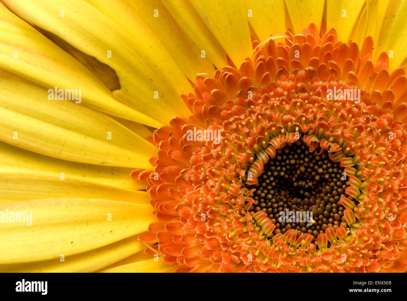 Yellow Gerbera Daisy Stock Photo - Alamy