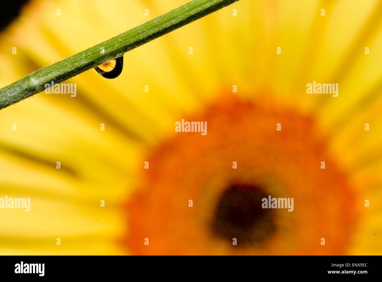 Water Drop with Flower Reflection Stock Photo - Alamy