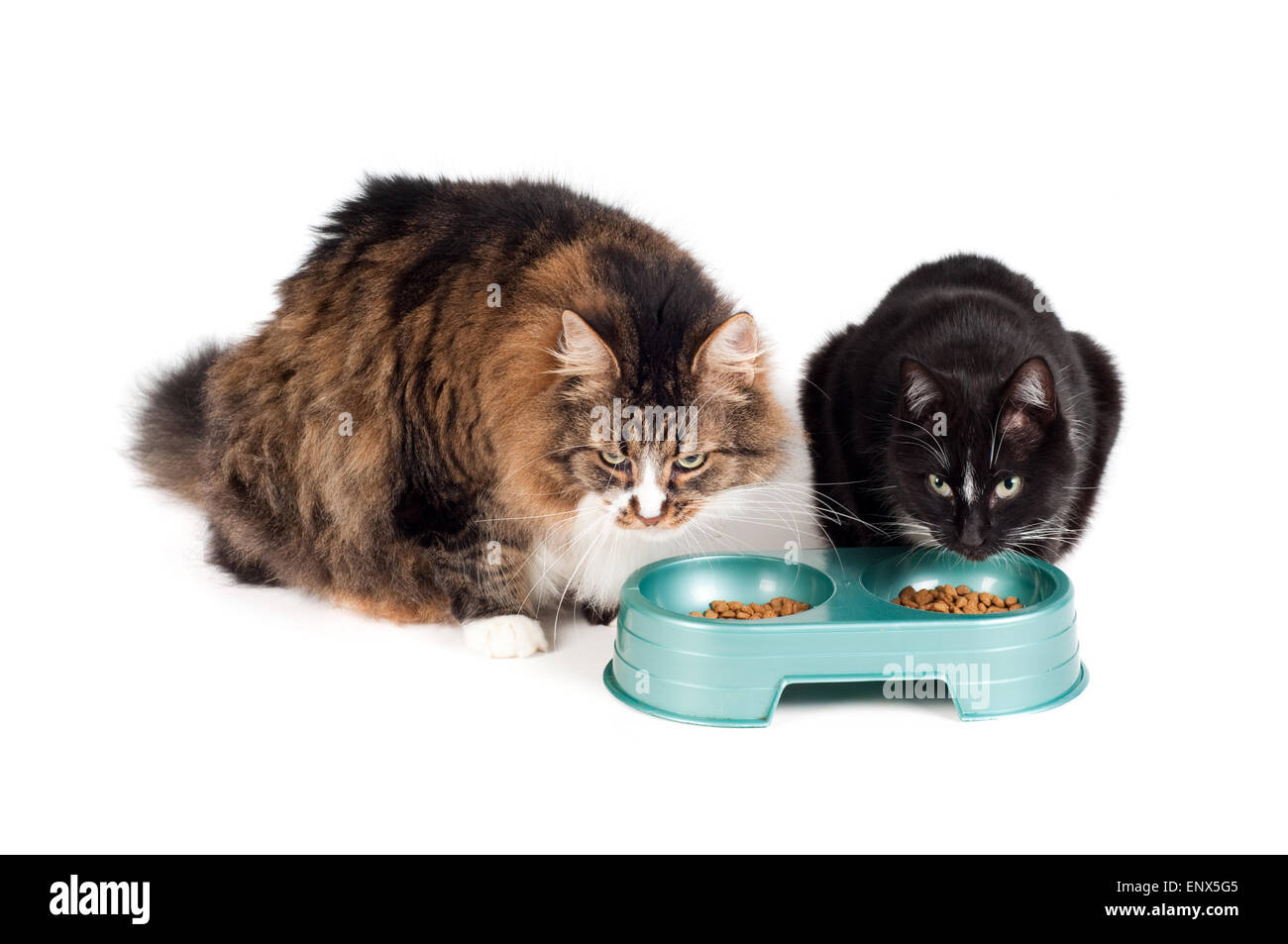 Shot of cats eating meal isolated on white Stock Photo - Alamy