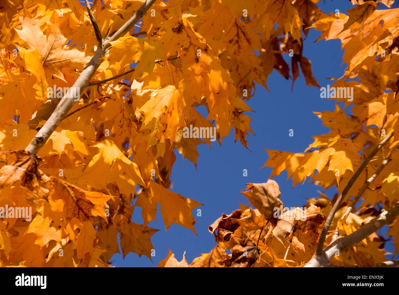 Lush oak tree brown hi-res stock photography and images - Alamy