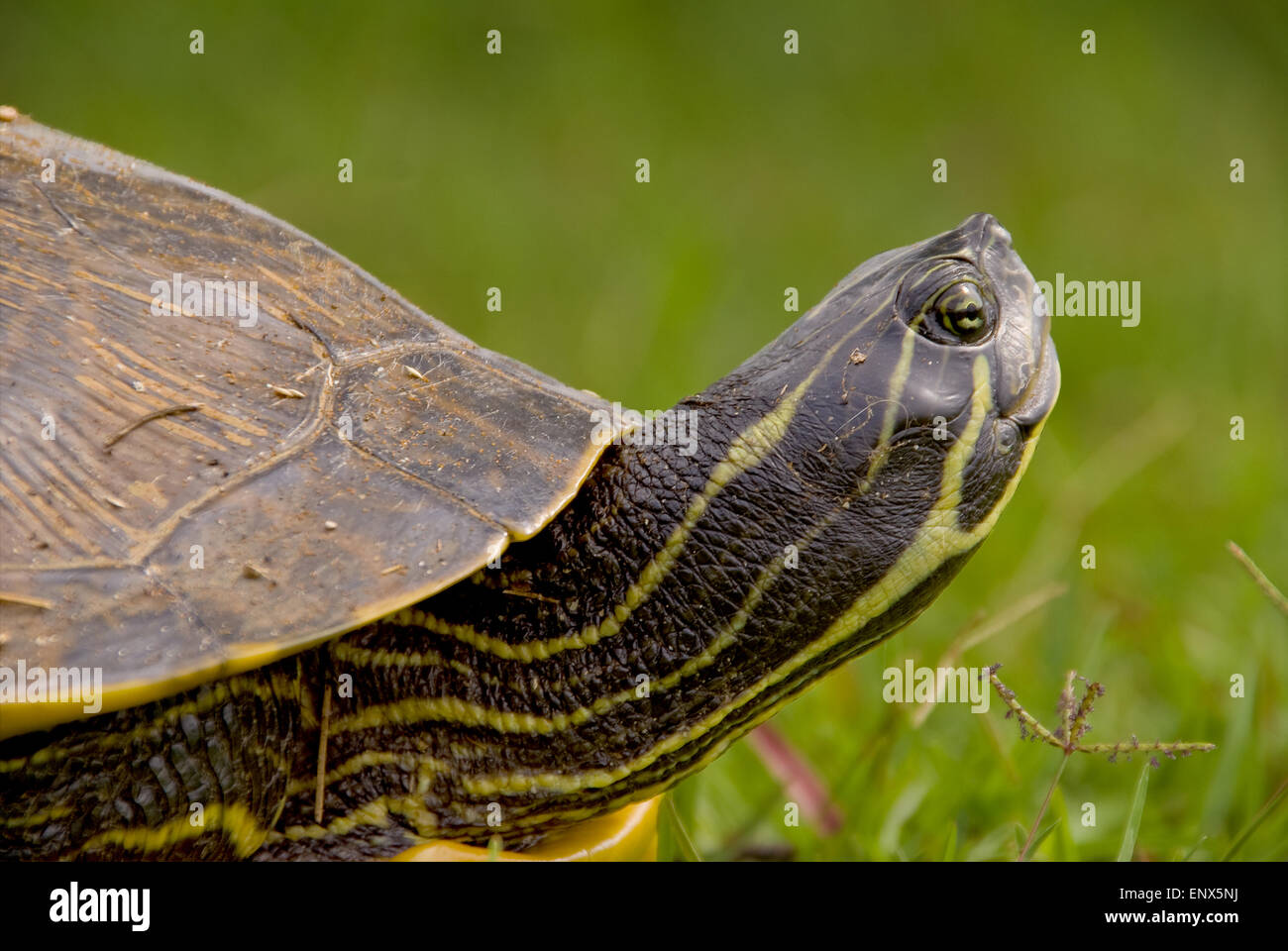 Painted turtle cute amphibian hi-res stock photography and images - Alamy