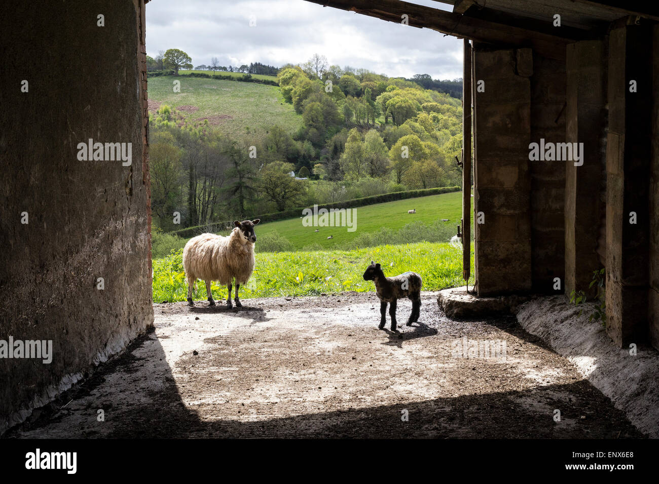 Pastoral scene hi-res stock photography and images - Alamy