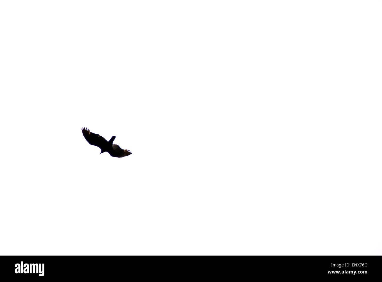 American eagle bird freedom Cut Out Stock Images & Pictures - Alamy