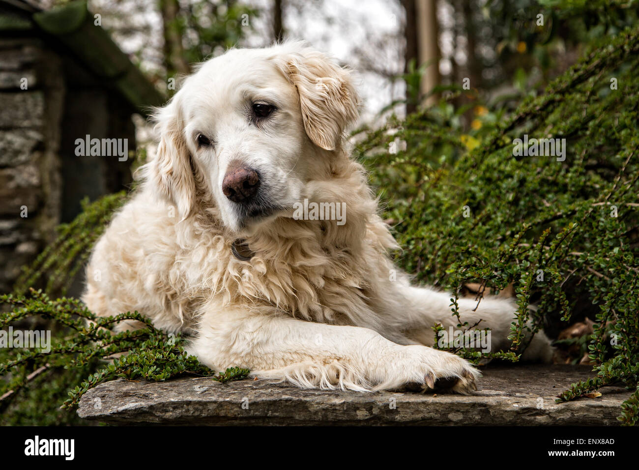 Sad golden retriever hi-res stock photography and images - Alamy