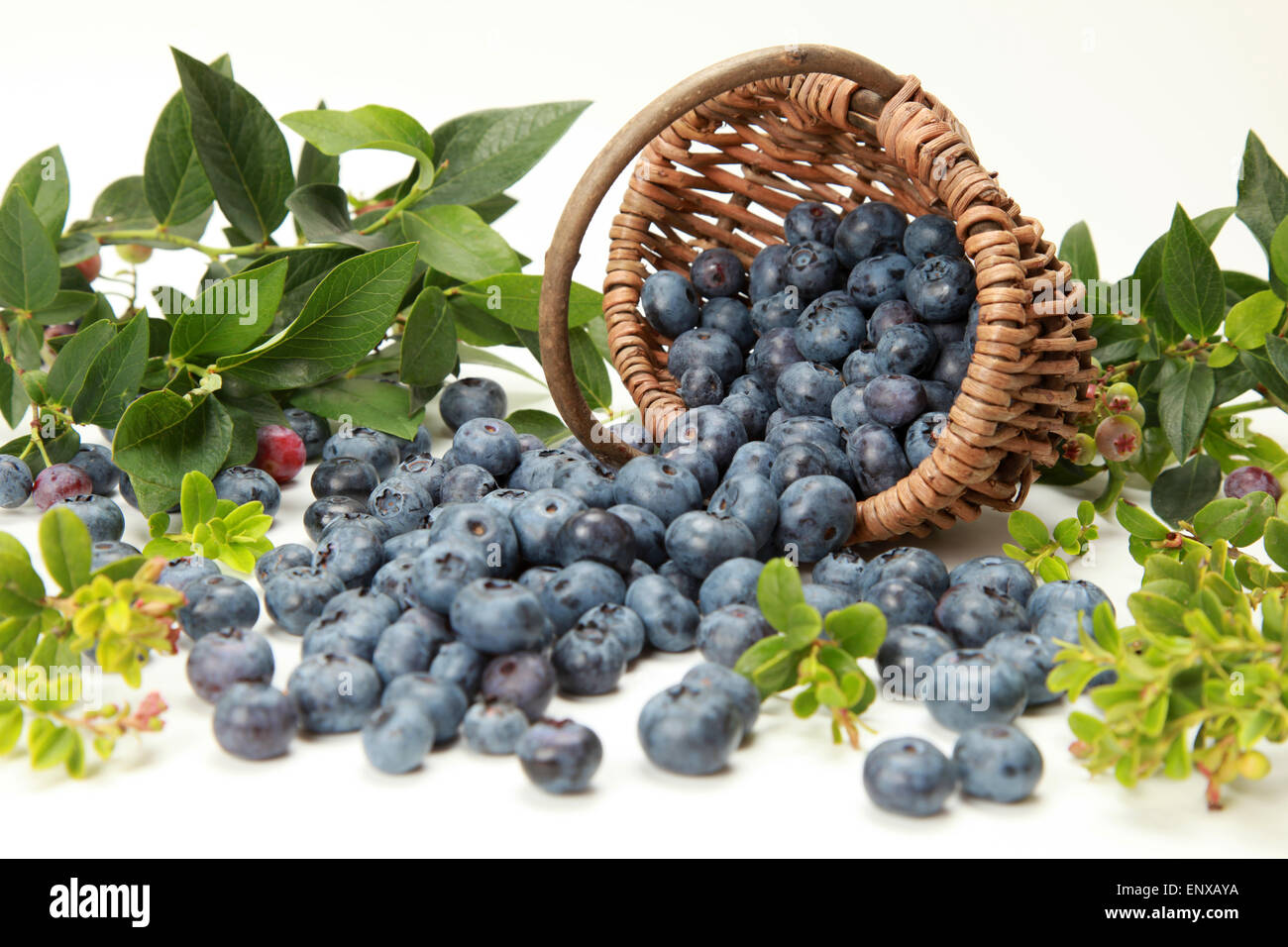 Heidelbeeren hi-res stock photography and images - Alamy