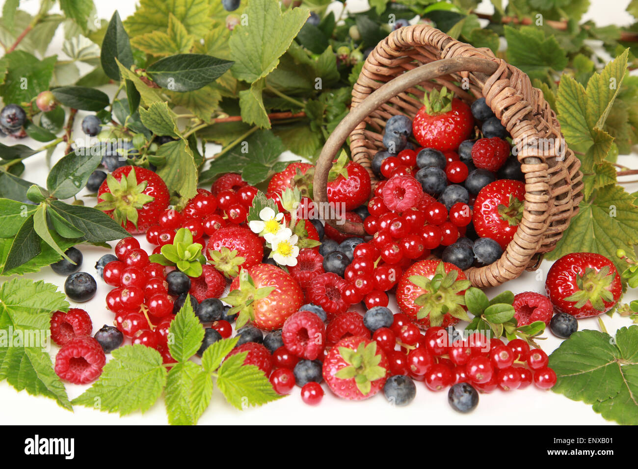 Heidelbeeren blatt hi-res stock photography and images - Alamy