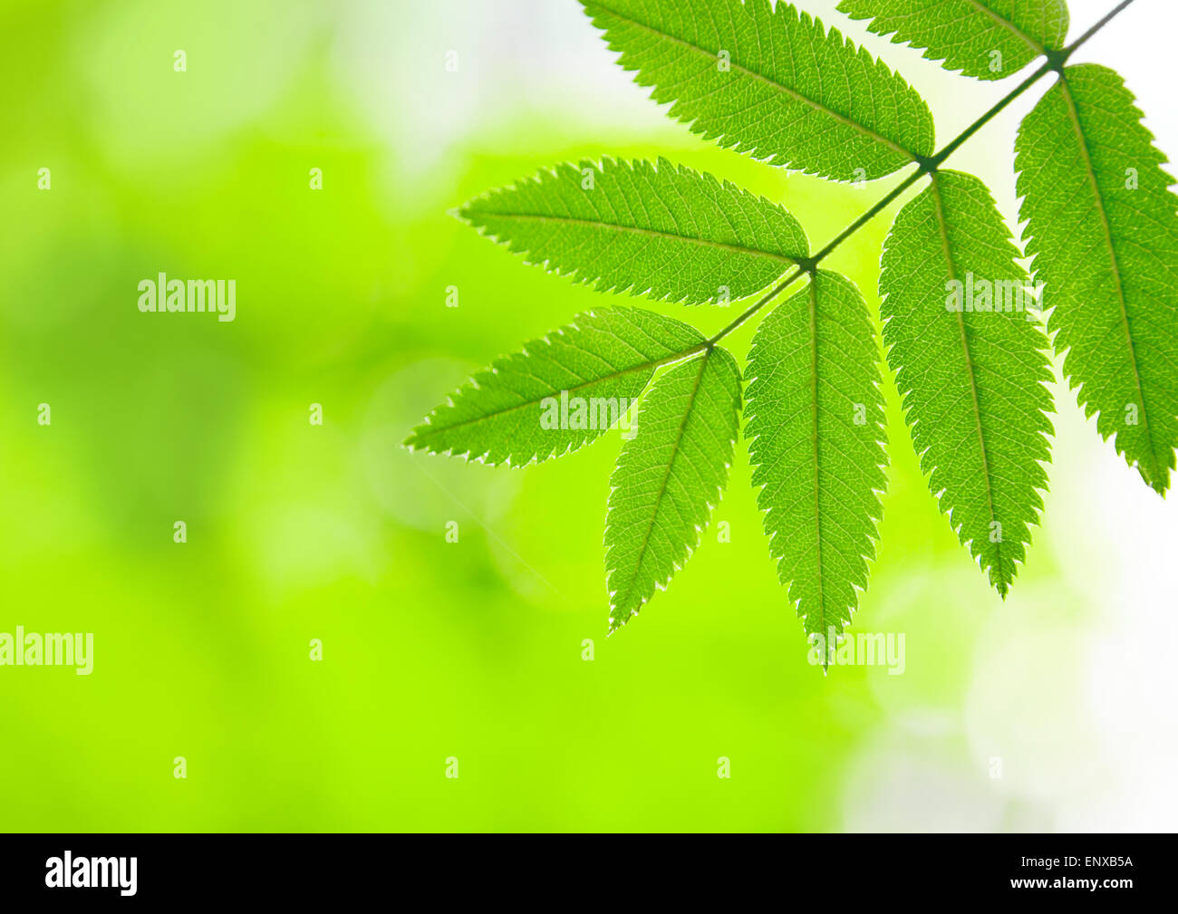Green background with a summer leaf of a raspberry Stock Photo - Alamy