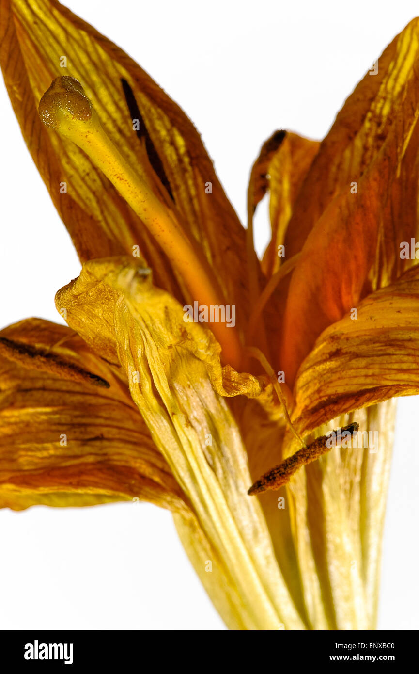 Wilted lily hi-res stock photography and images - Alamy
