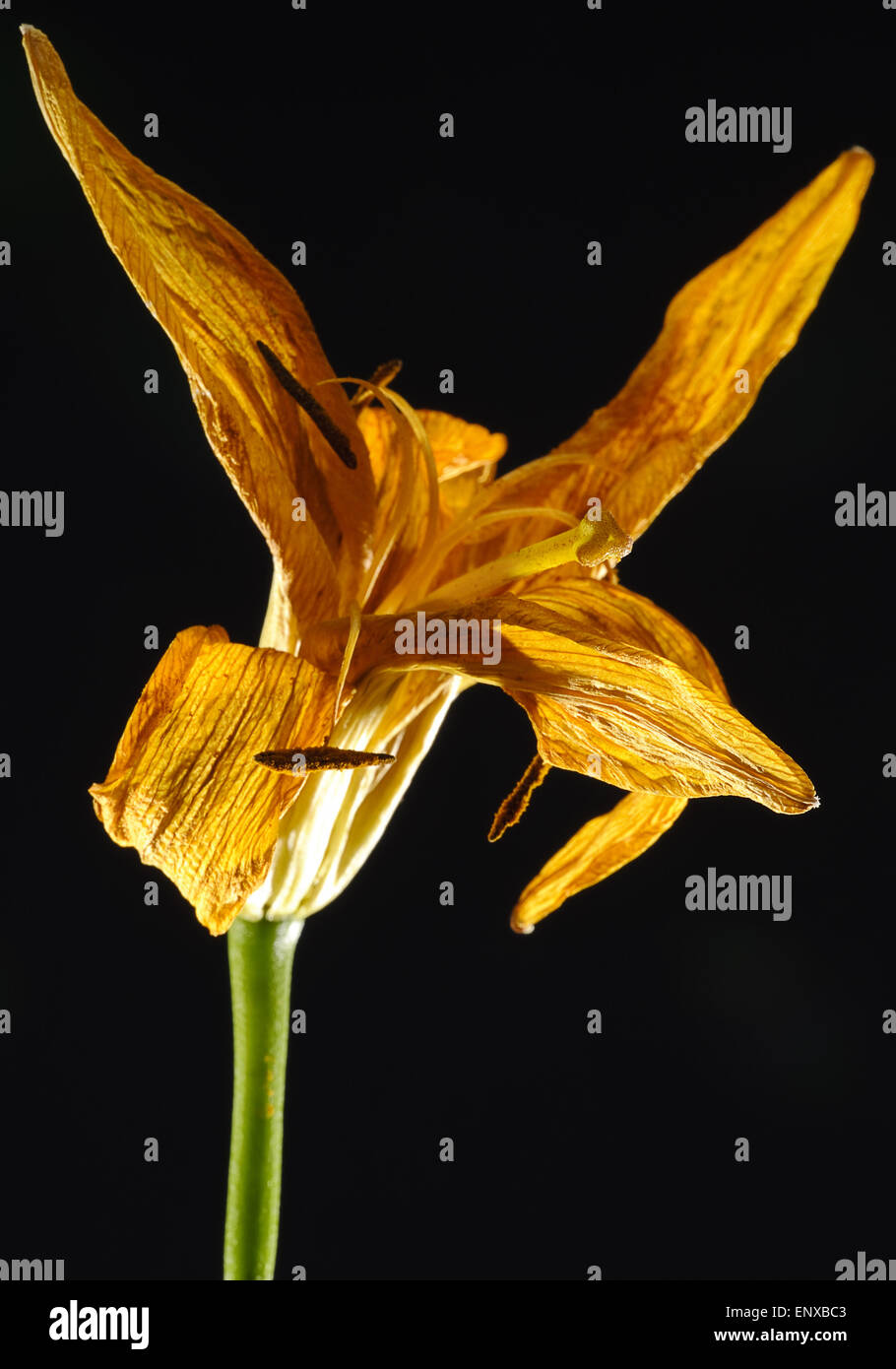 Wilted lily hi-res stock photography and images - Alamy