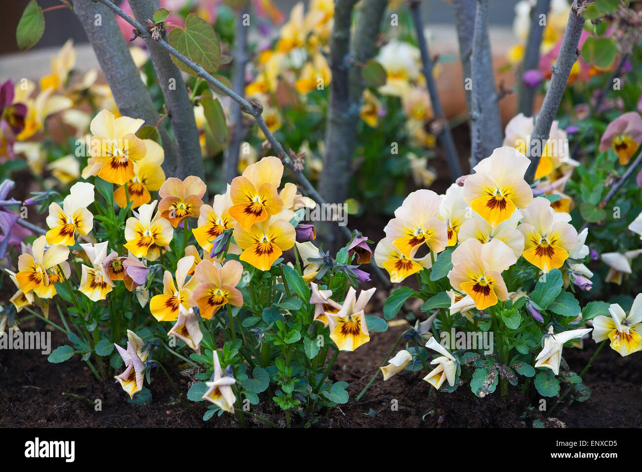 Closeup beautiful pansy blossom hi-res stock photography and images - Alamy