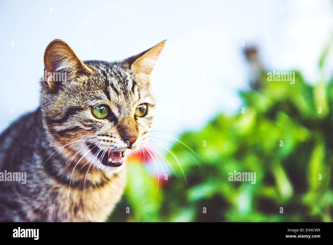Mew mewing hi-res stock photography and images - Alamy