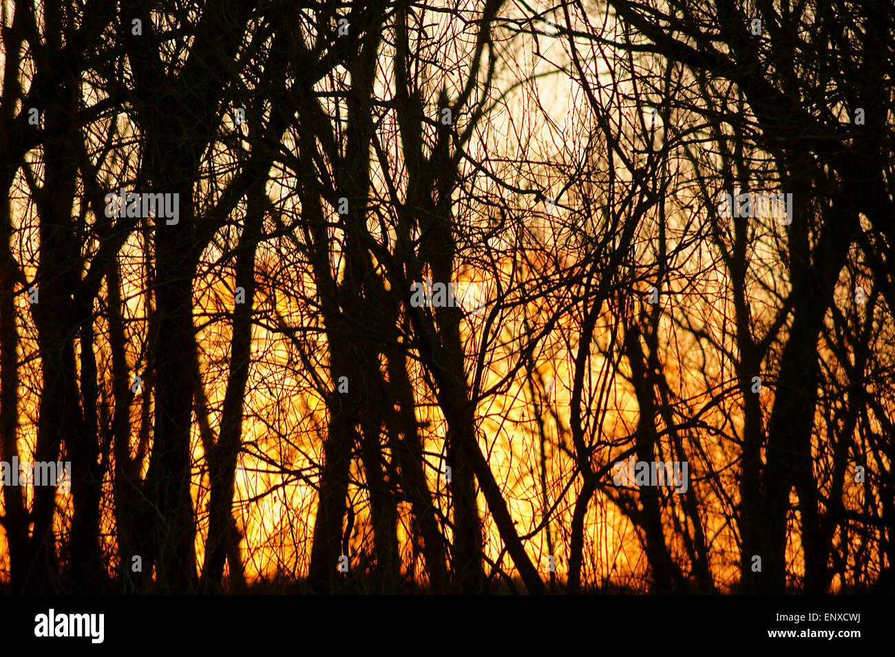 Tangle of trees and bushes hi-res stock photography and images - Alamy