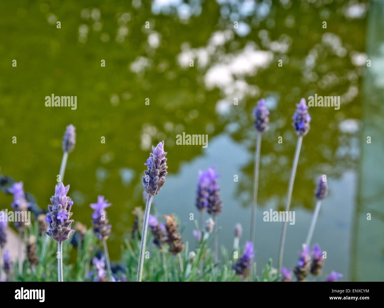 Lavender lake closeup green water hi-res stock photography and images ...