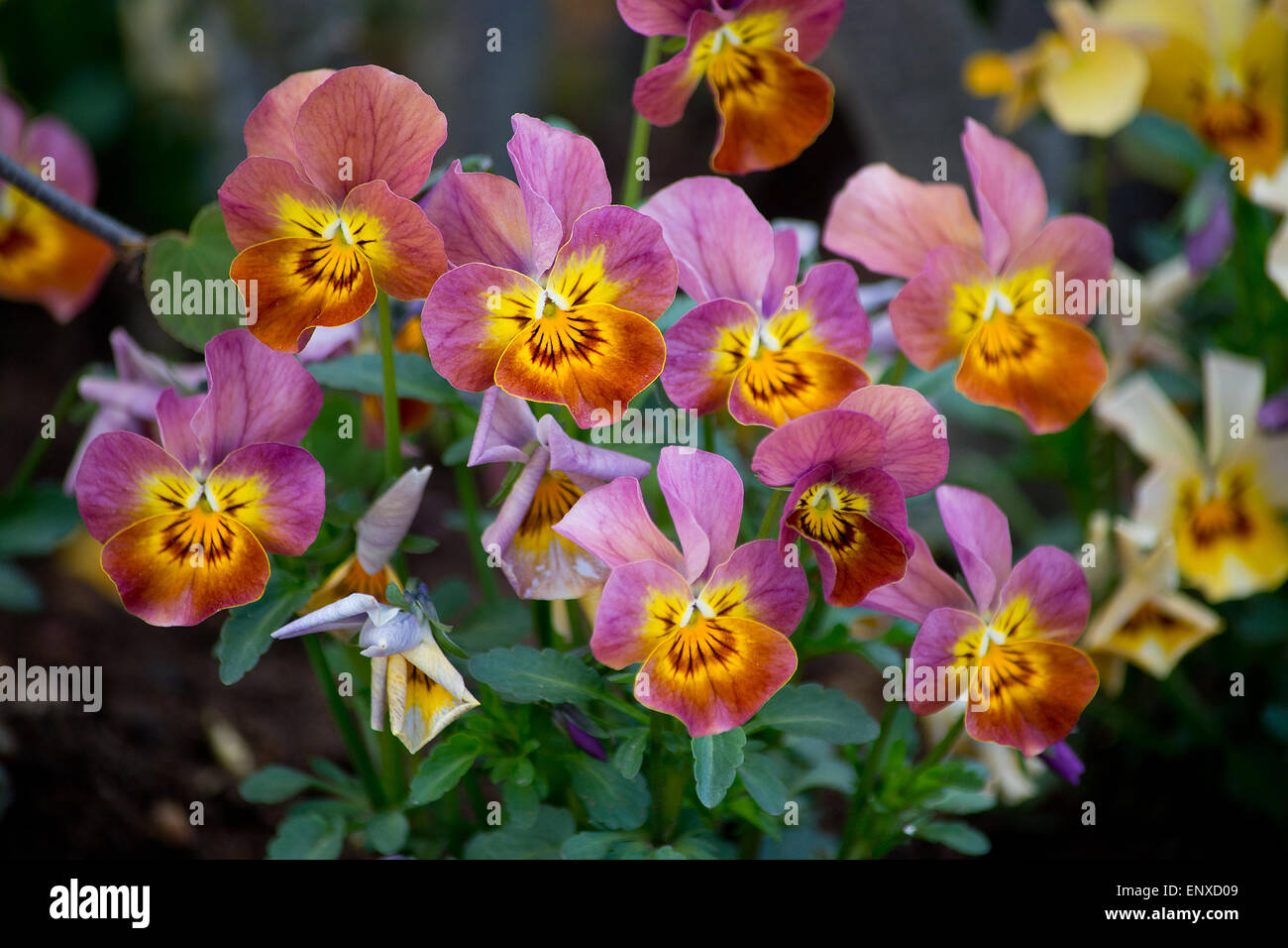 Beautiful pansy flowers hi-res stock photography and images - Alamy