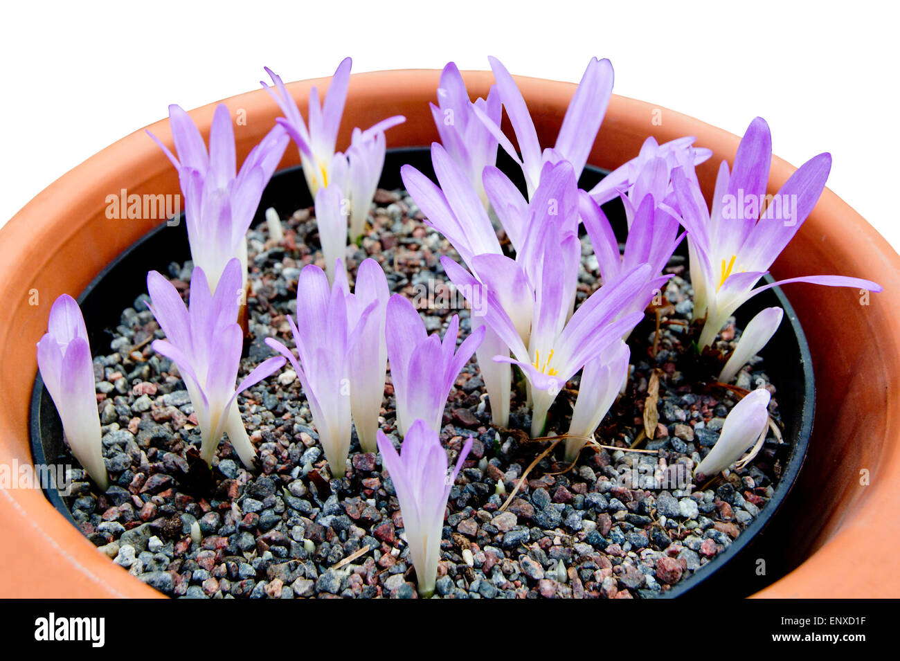 Purple crocus flowers in terracotta pot, isolated on white Stock Photo ...