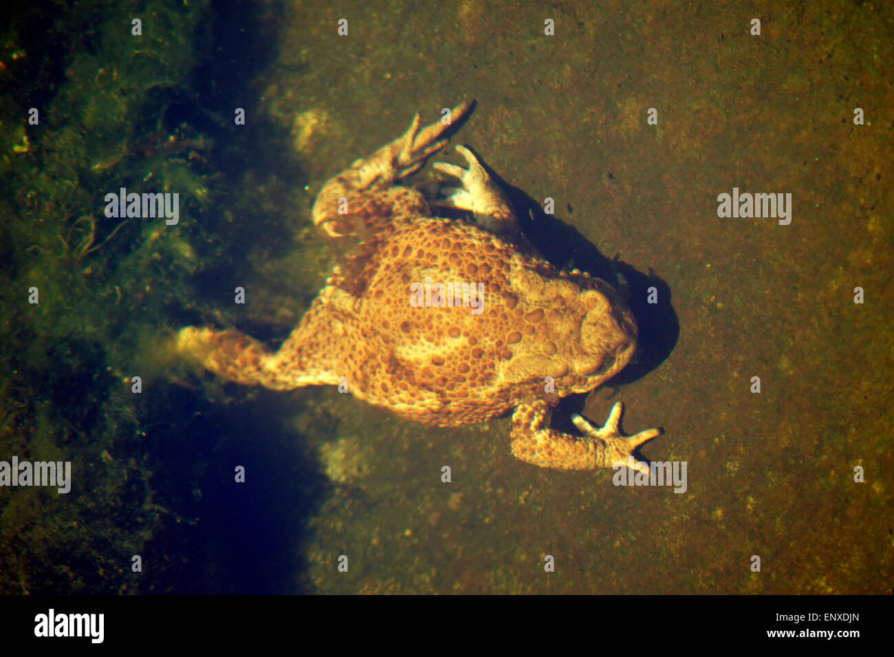 Common toad underwater Stock Photo - Alamy