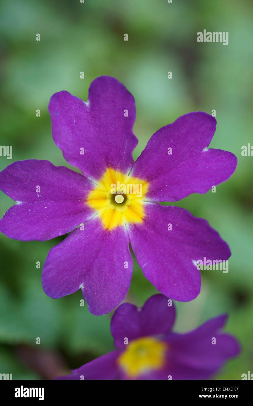 Primrose closeup hi-res stock photography and images - Alamy