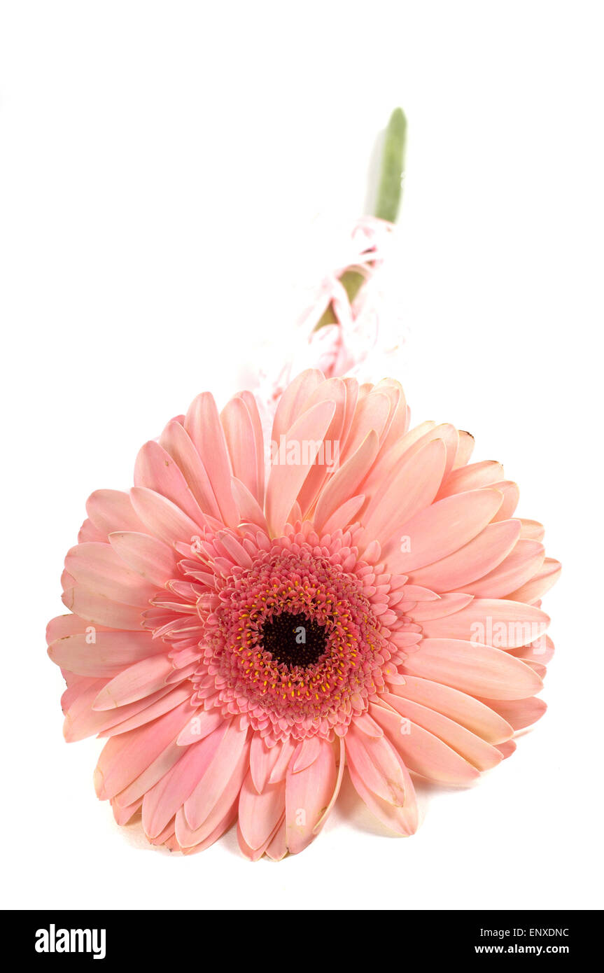 Gerbera gerber closeup detail Cut Out Stock Images & Pictures - Alamy