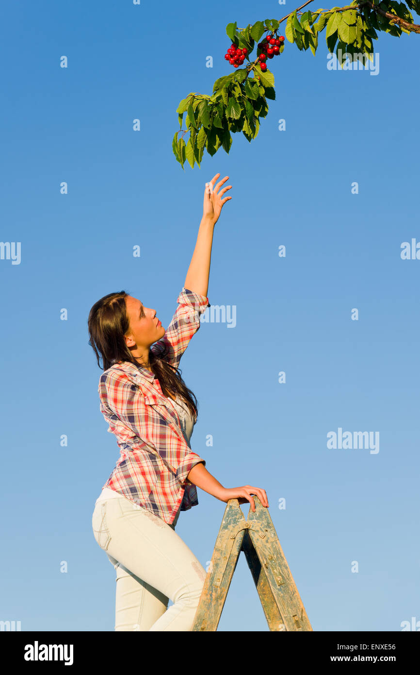 Cherry tree woman reaching high branch summer Stock Photo - Alamy