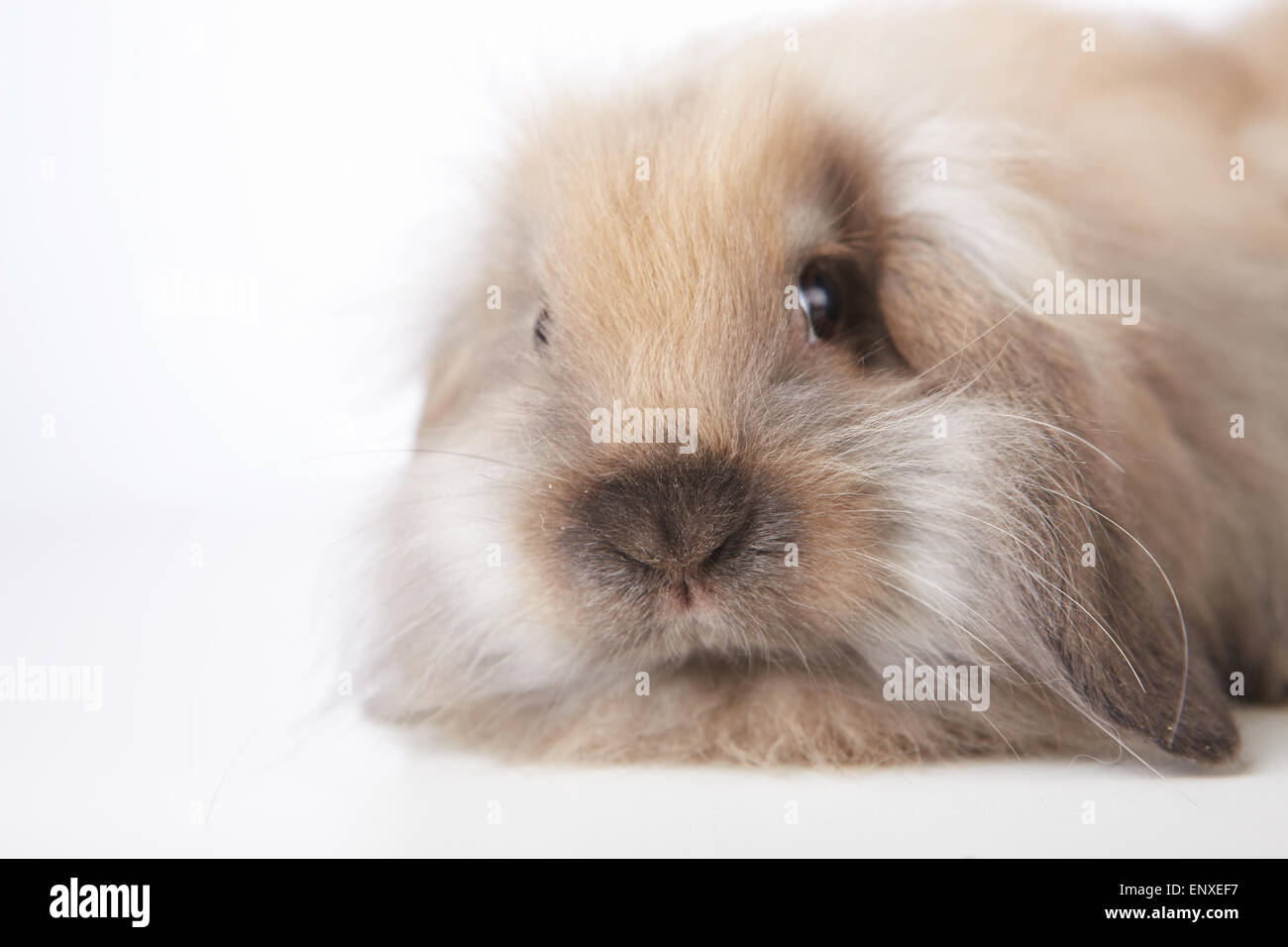 Small brown rabbit on white background close up Stock Photo - Alamy