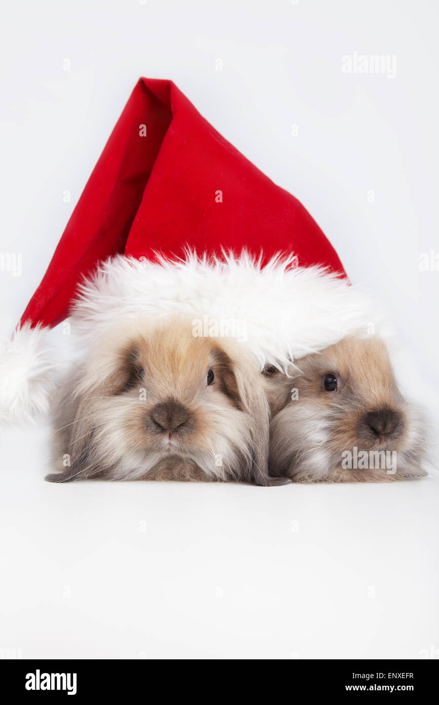 Pair mammals hi-res stock photography and images - Alamy