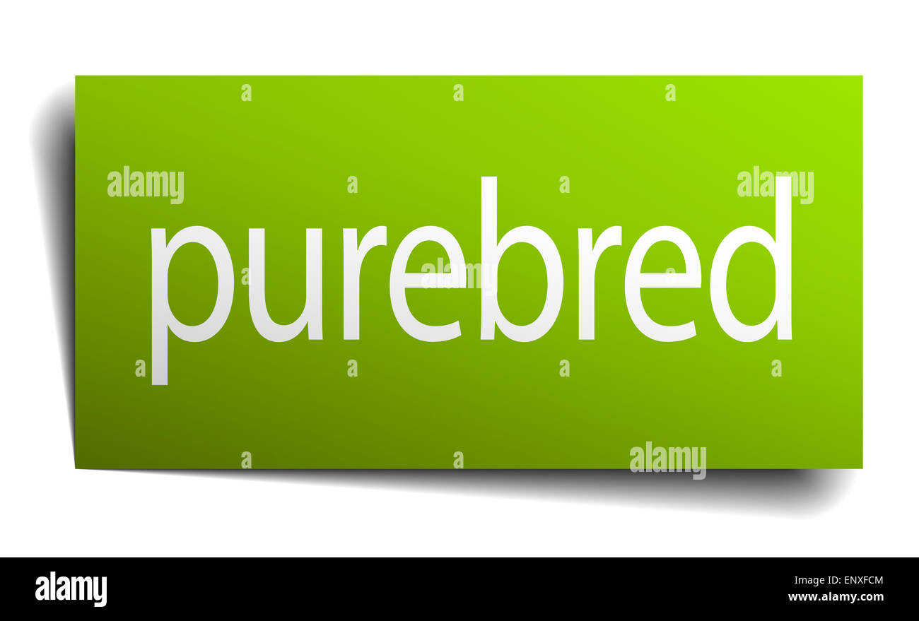 purebred square paper sign isolated on white Stock Photo - Alamy