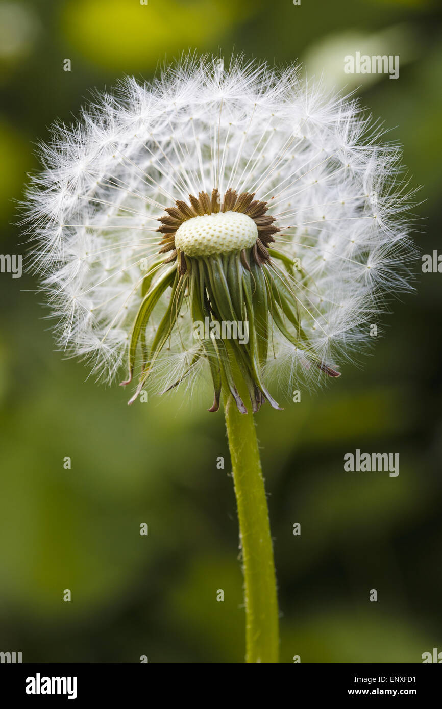 Dandelion - Germany Stock Photo - Alamy