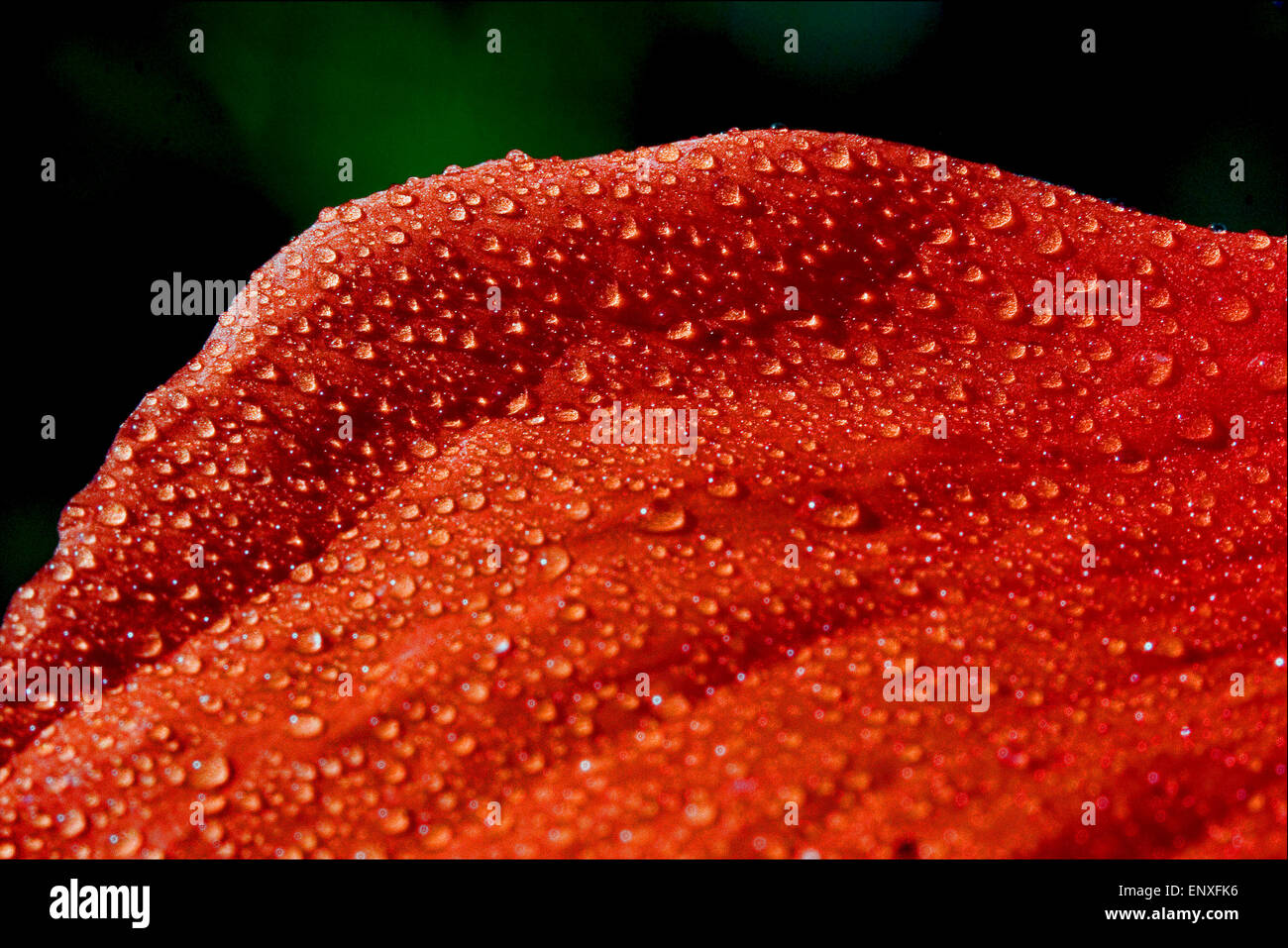 red texture of a flower petal rose and drops in green Stock Photo - Alamy