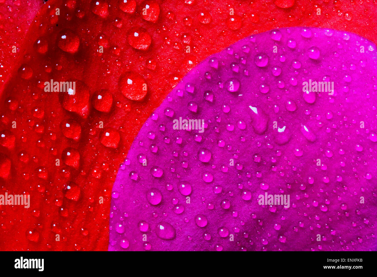 red and violet texture of a flower petal rose and drops Stock Photo - Alamy