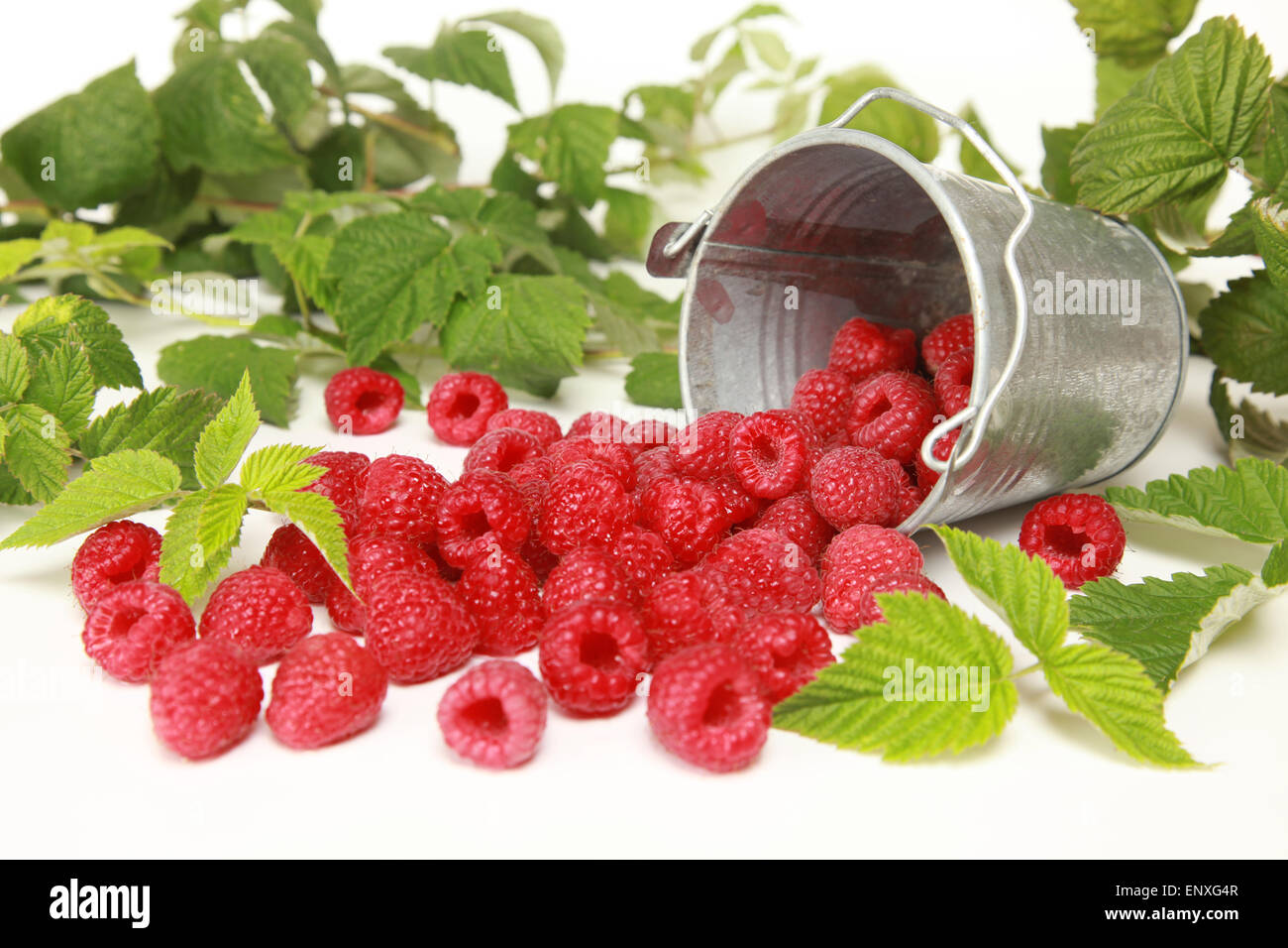 Himbeere blätter hi-res stock photography and images - Alamy