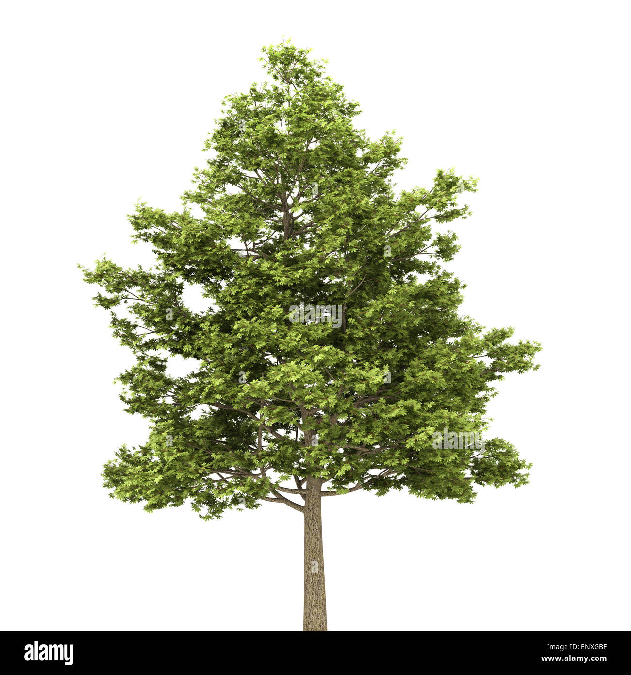 field maple tree isolated on white background Stock Photo - Alamy