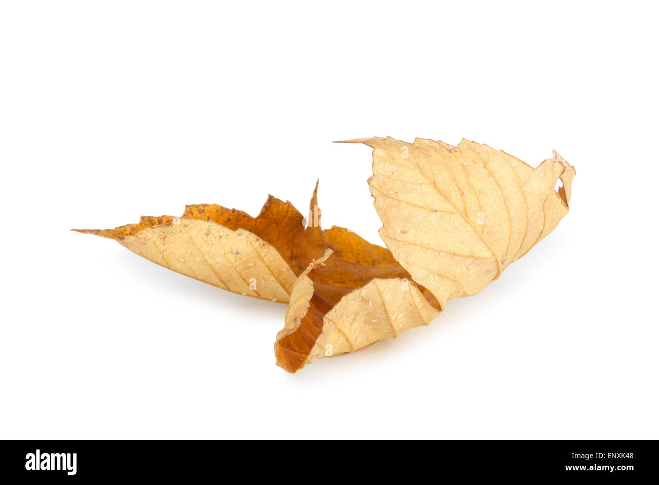 Branch leaves dried up Cut Out Stock Images & Pictures - Alamy