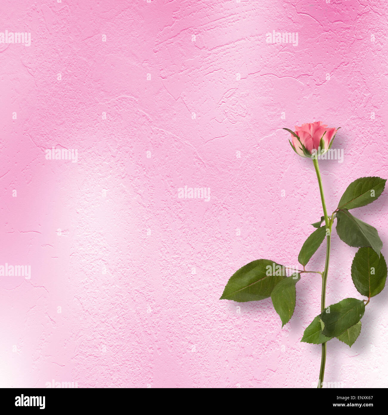 Grunge background for congratulation with beautiful rose Stock Photo ...