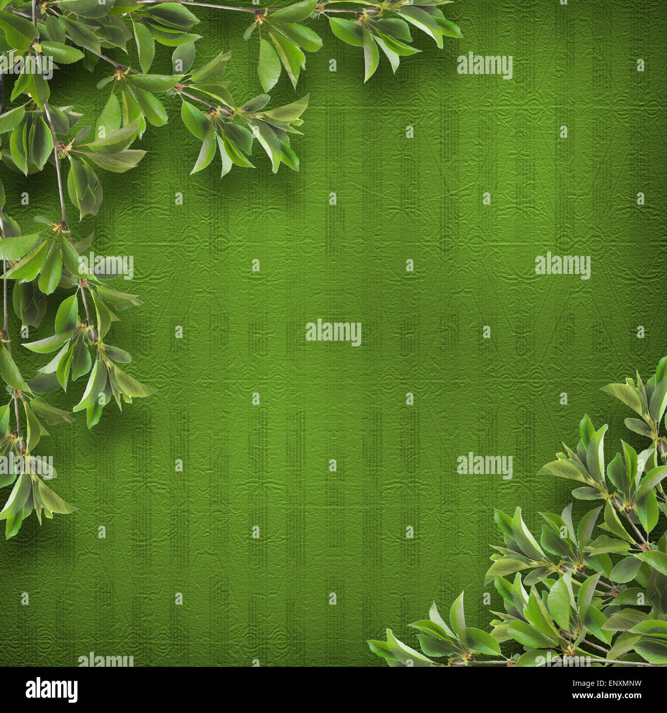 Deciduous tree branch hi-res stock photography and images - Alamy