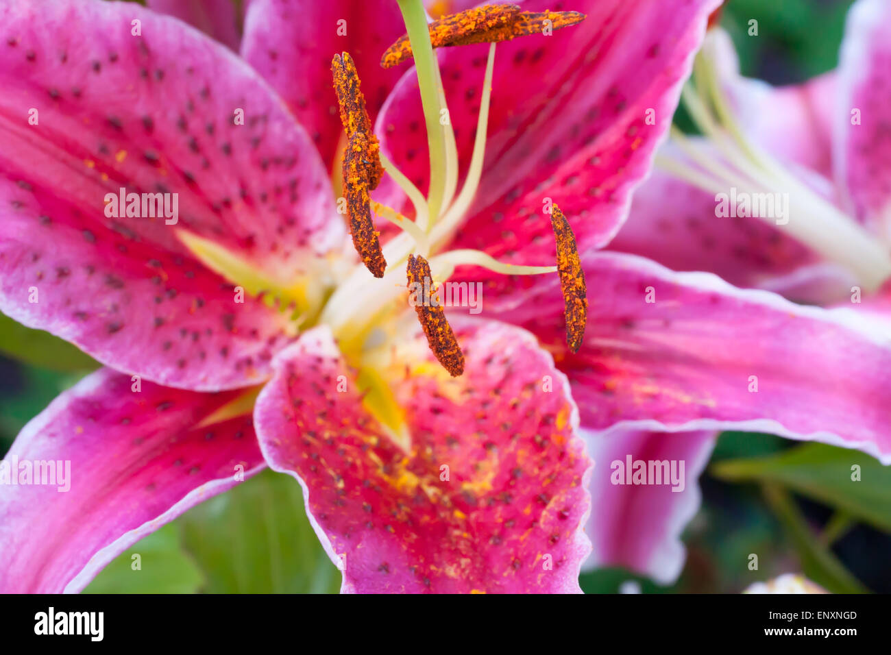Stargazer lilies lilium flowers hi-res stock photography and images - Alamy