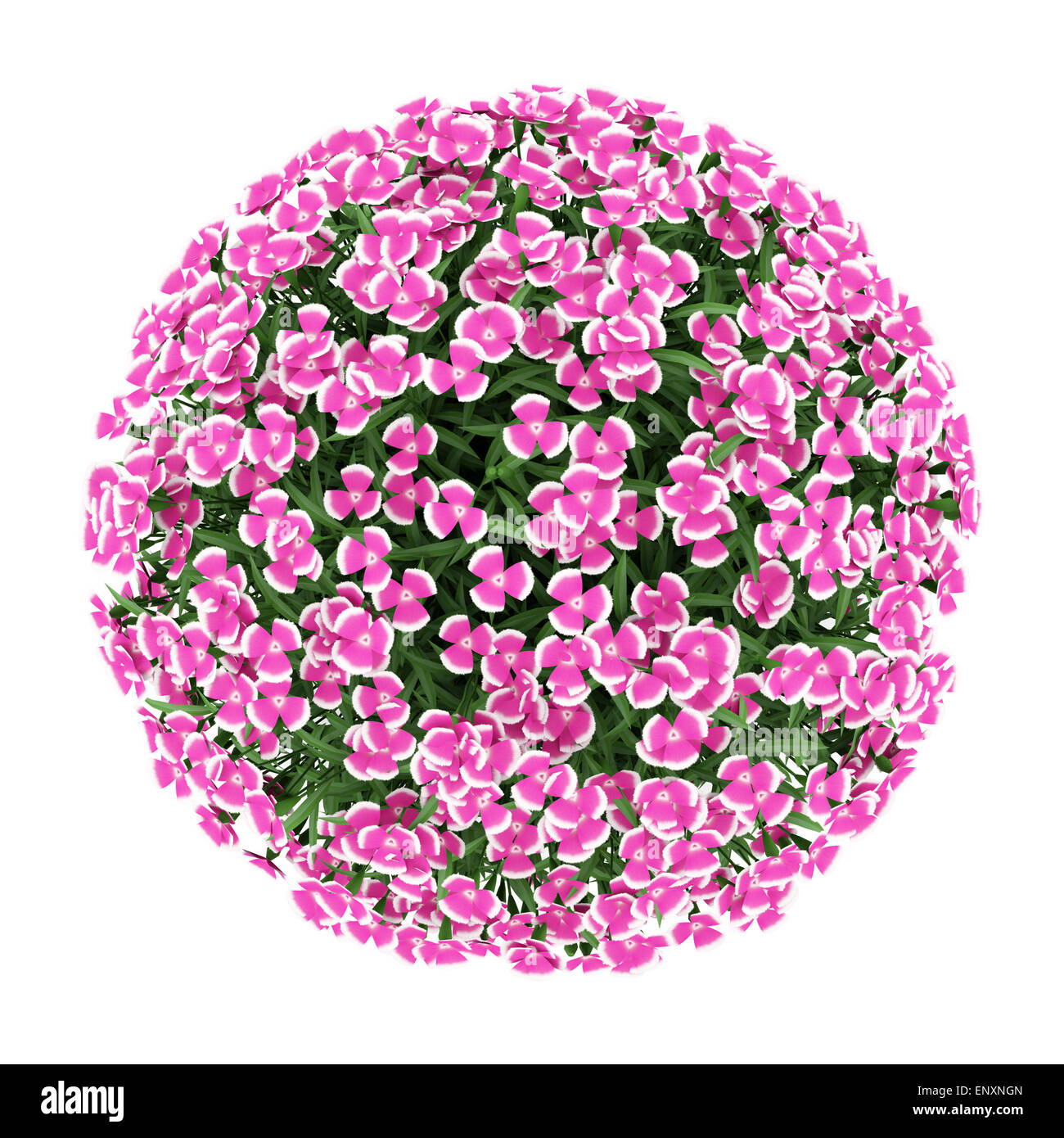 top view of alpine pink flowers isolated on white Stock Photo - Alamy