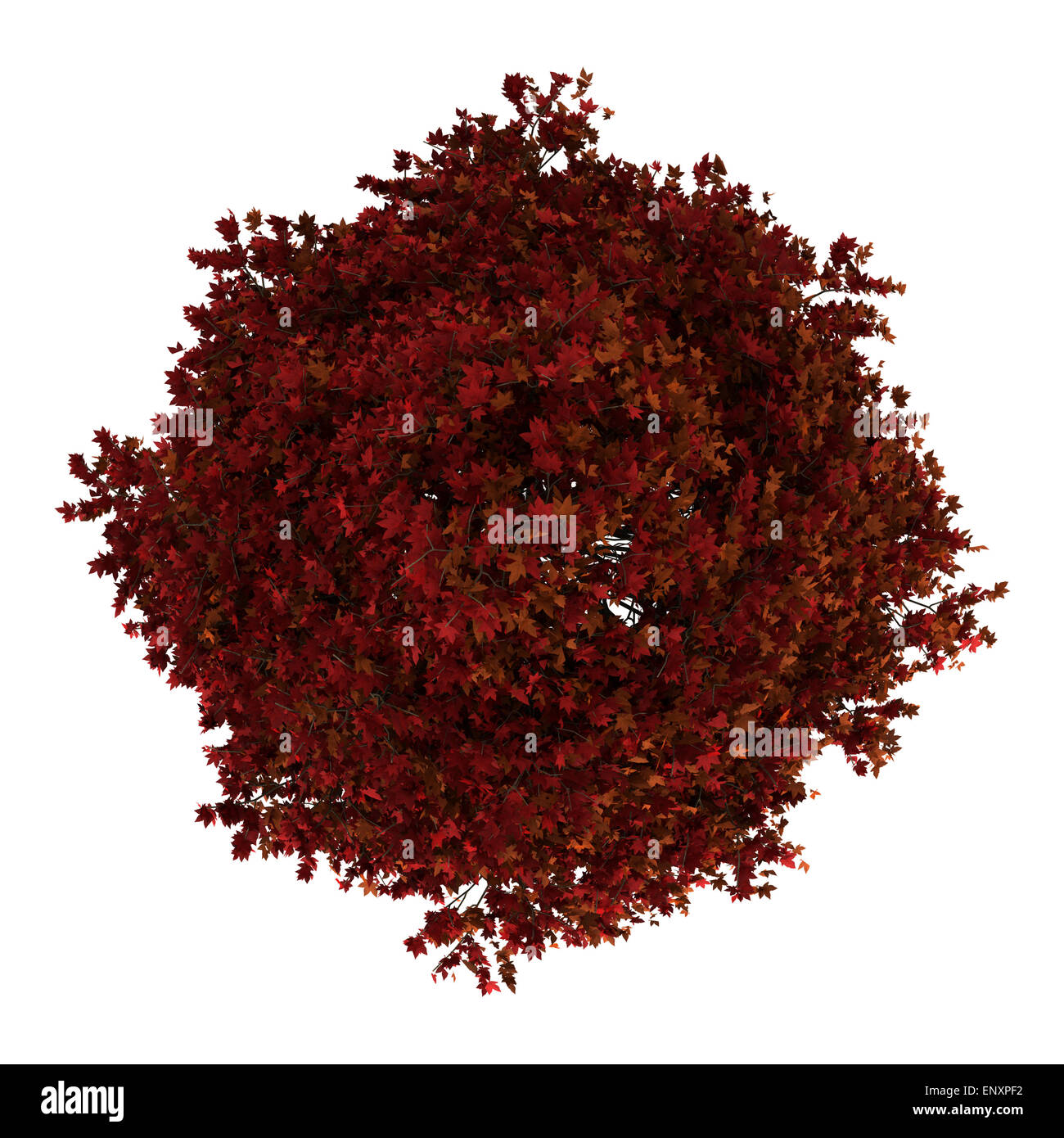 American sweetgum tree hi-res stock photography and images - Alamy