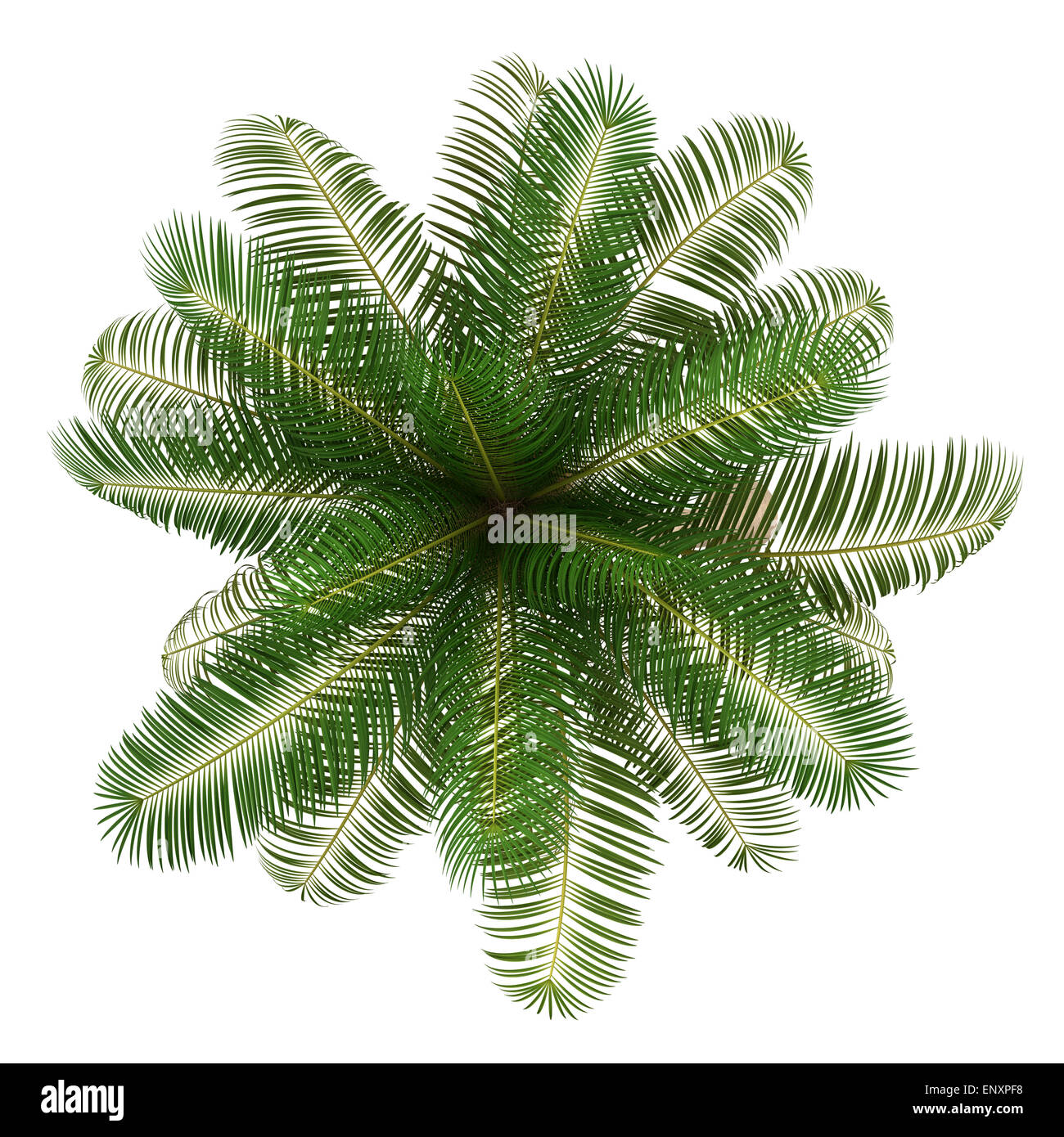 top view of coconut palm tree isolated on white Stock Photo - Alamy