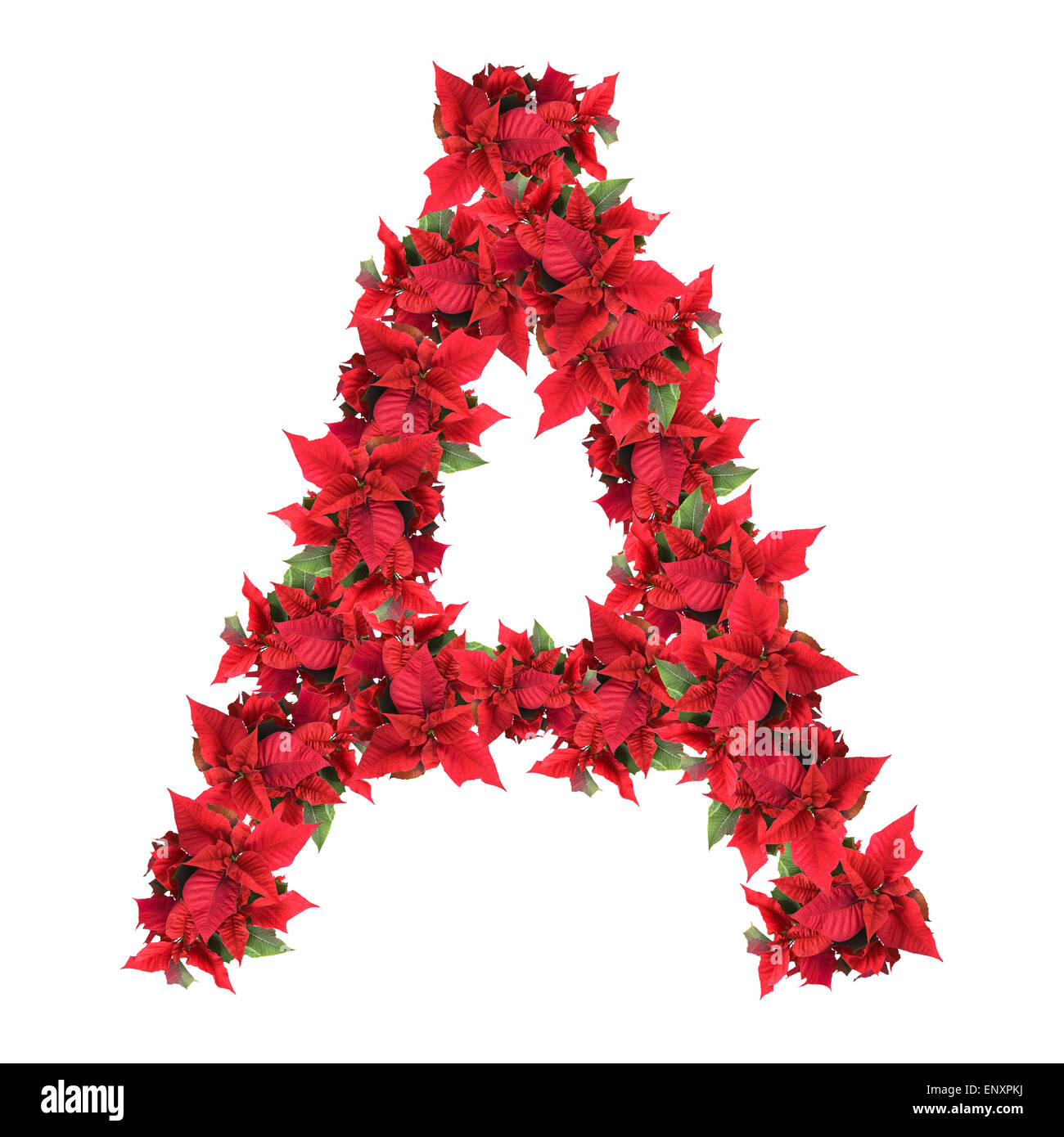 letter from red christmas flowers isolated on white Stock Photo - Alamy