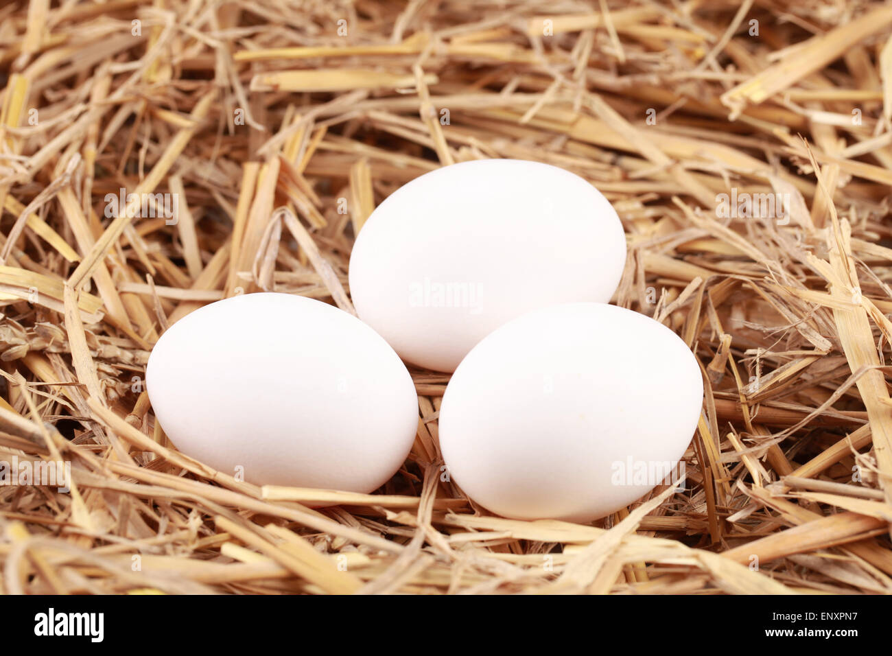 Eier im Stroh Stock Photo - Alamy