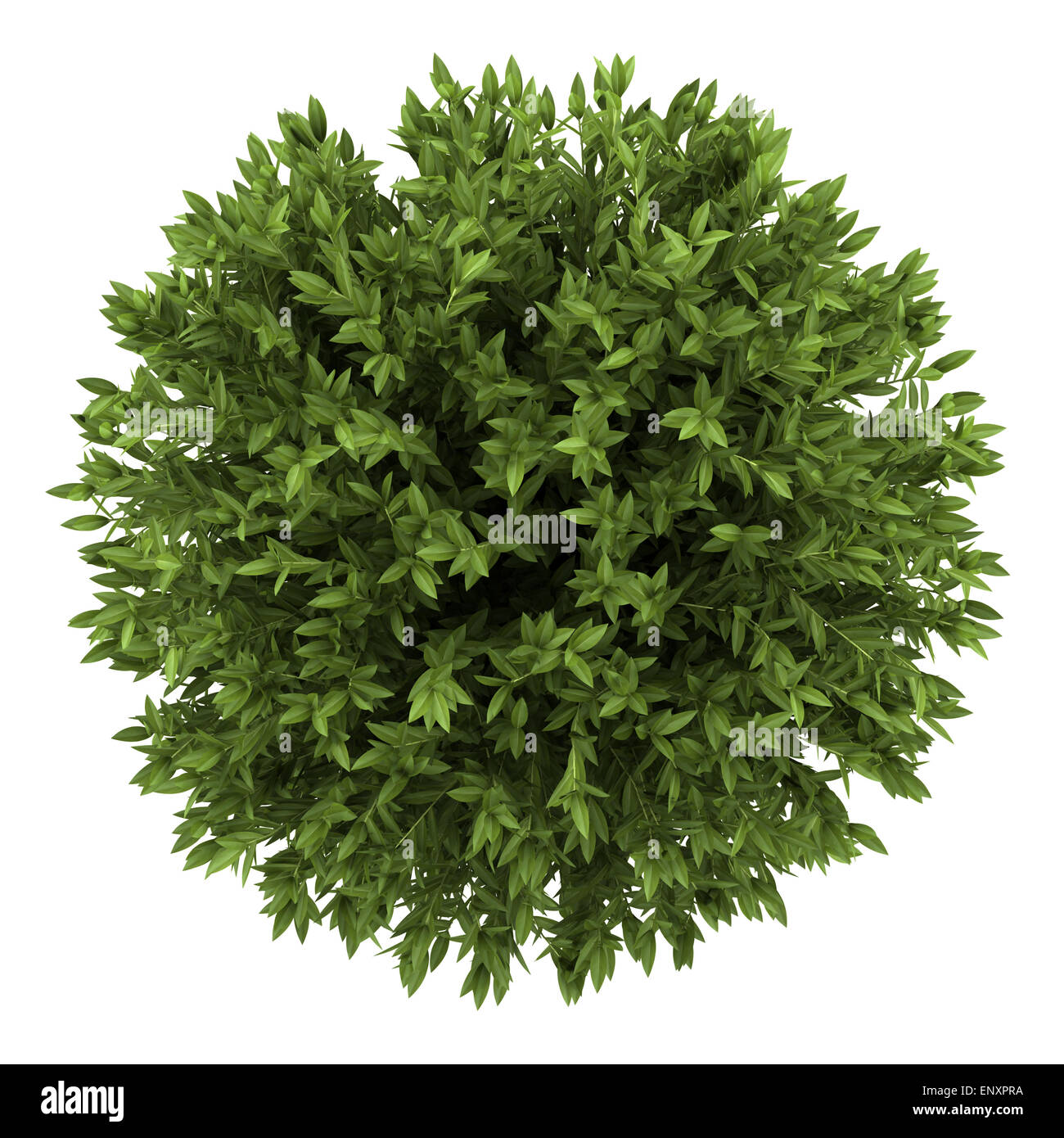 top view of bay laurel bush isolated on white Stock Photo - Alamy