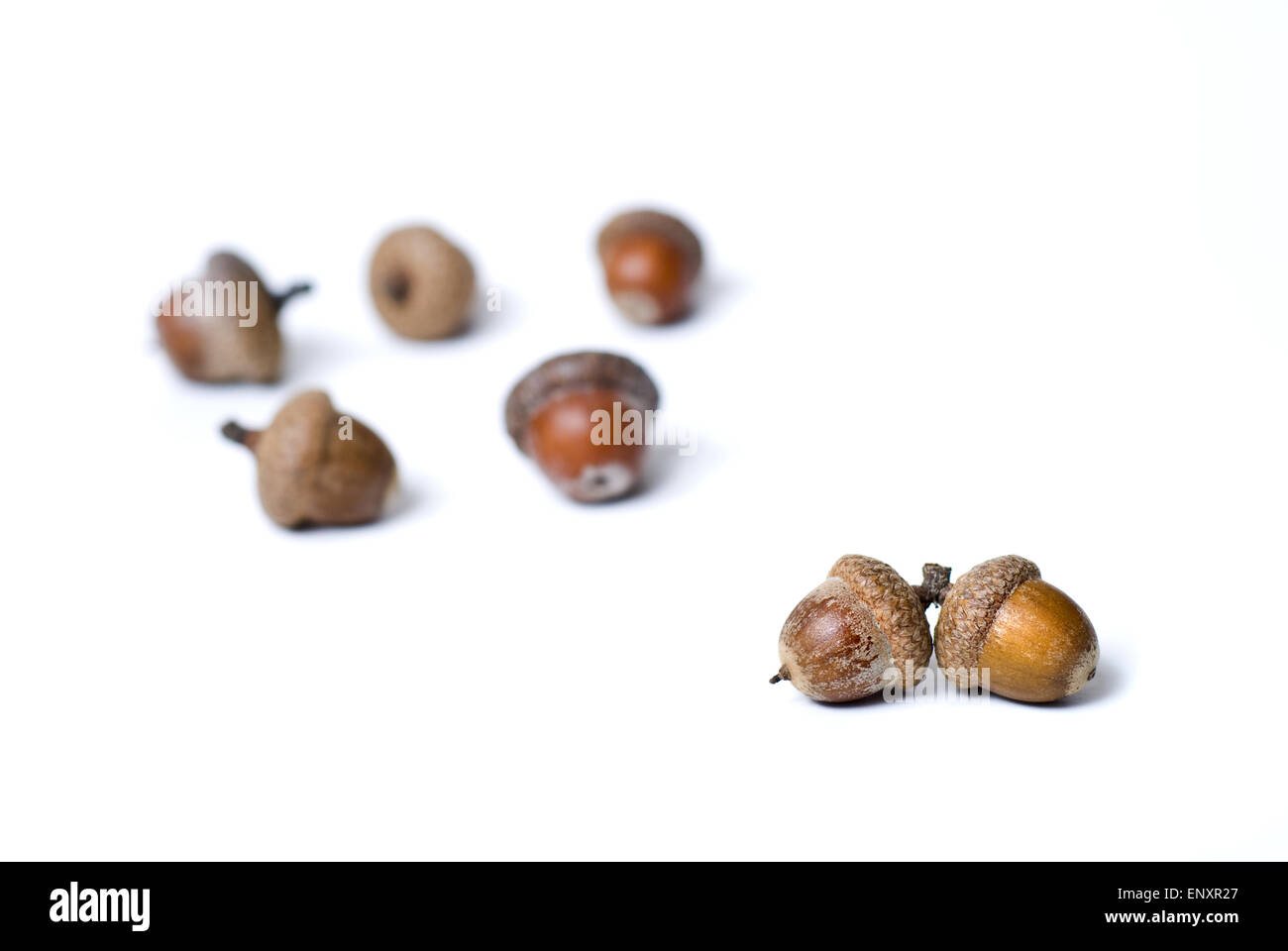 pair against group of acorns isolated on white Stock Photo - Alamy