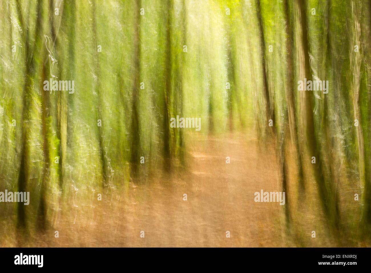 Path, brown with dead leaves, through a deciduous forest Stock Photo ...