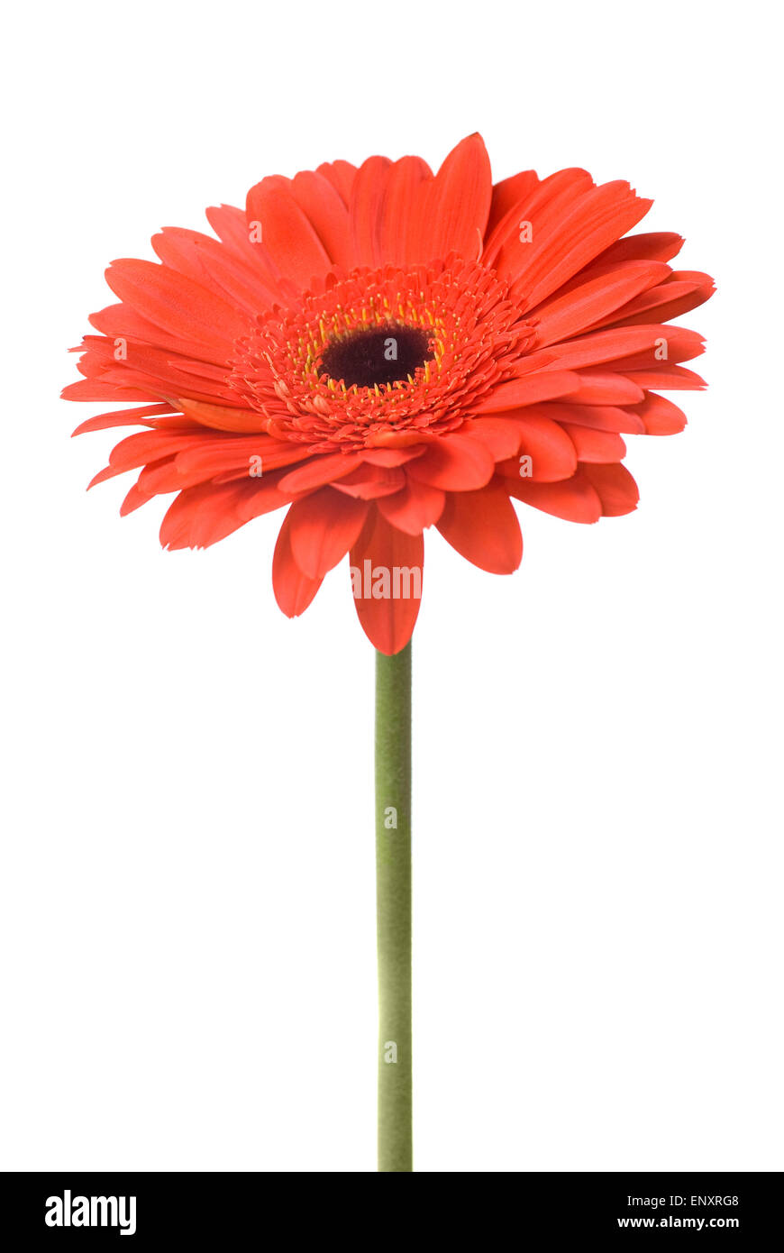 Macro of red daisy-gerbera head isolated on white Stock Photo - Alamy
