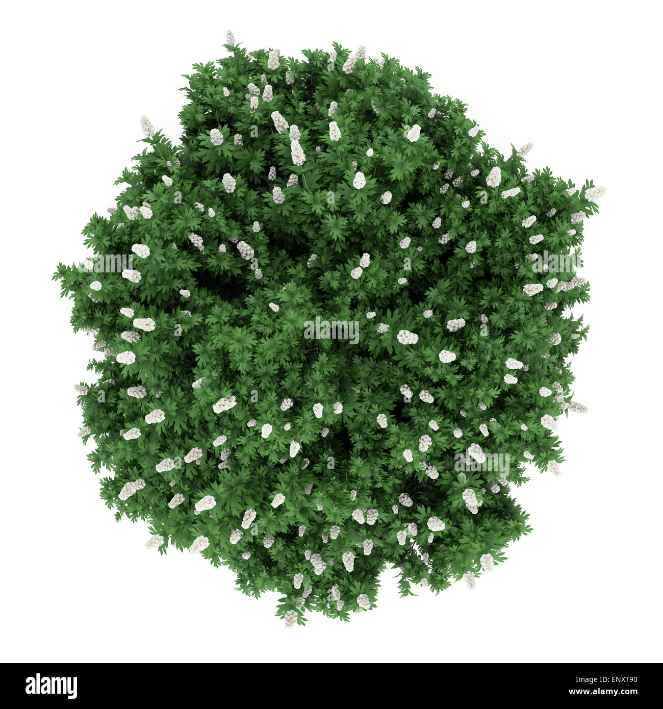 top view oakleaf hydrangea bush isolated on white Stock Photo - Alamy